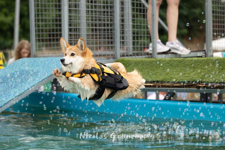 La première pool party pour chiens revient deux jours près de Toulouse ...
