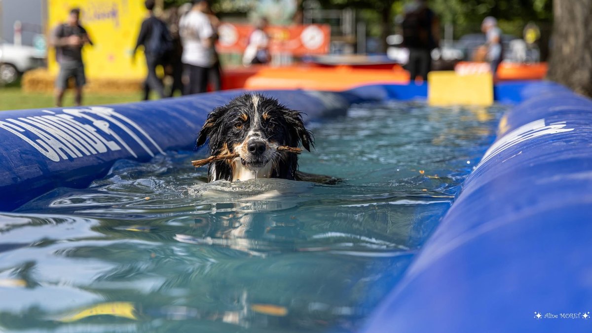 La première pool party pour chiens revient deux jours près de Toulouse ...